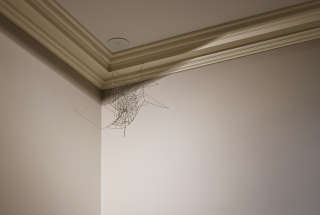 The Art and Design of Spider Silk | RISD Museum